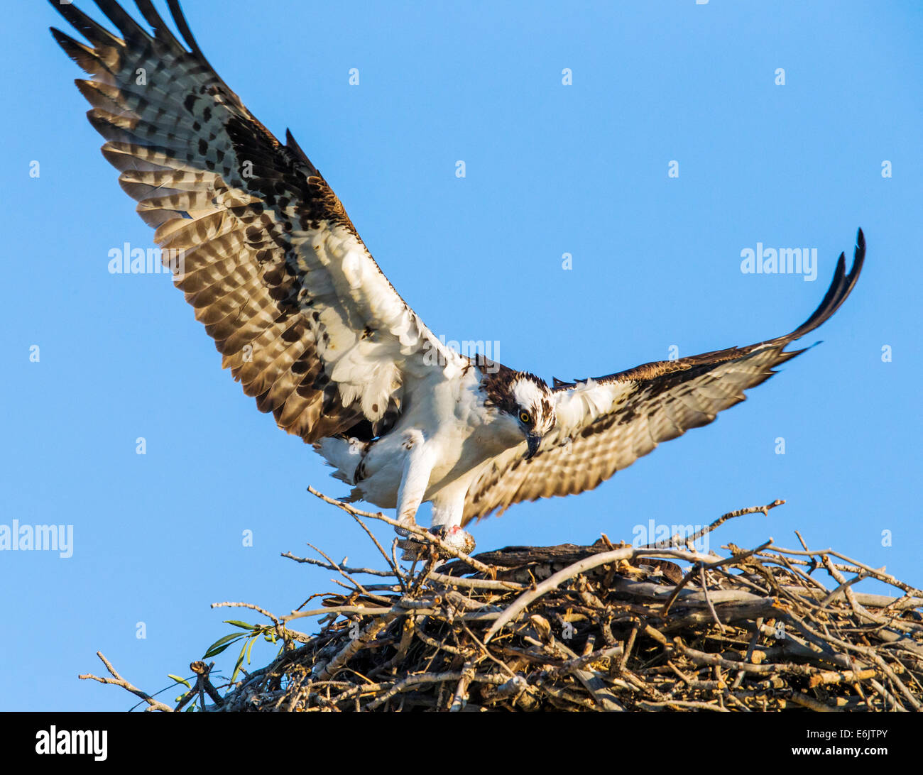 Eagle carrying large fish hi-res stock photography and images - Alamy