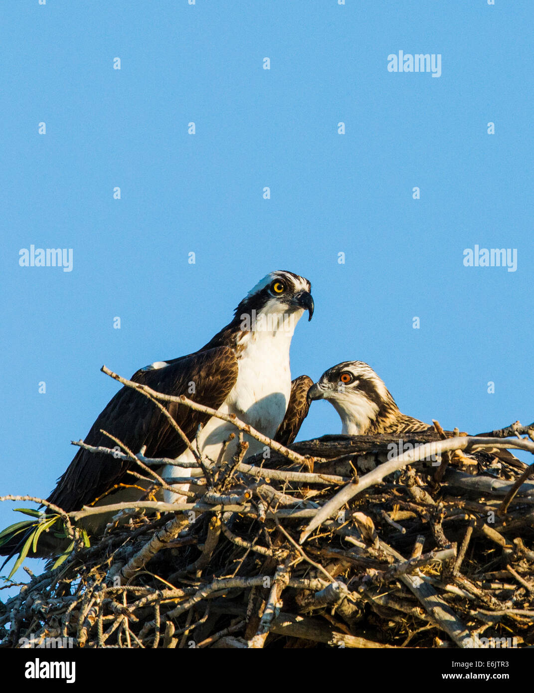 Adult Osprey & young on nest, Pandion haliaetus, sea hawk, fish eagle ...