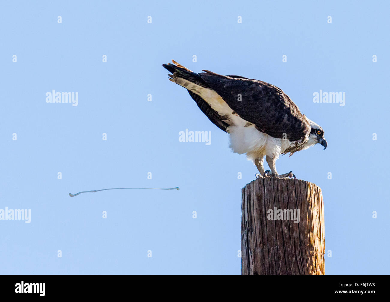 Osprey on pole, defecating, Pandion haliaetus, sea hawk, fish eagle ...