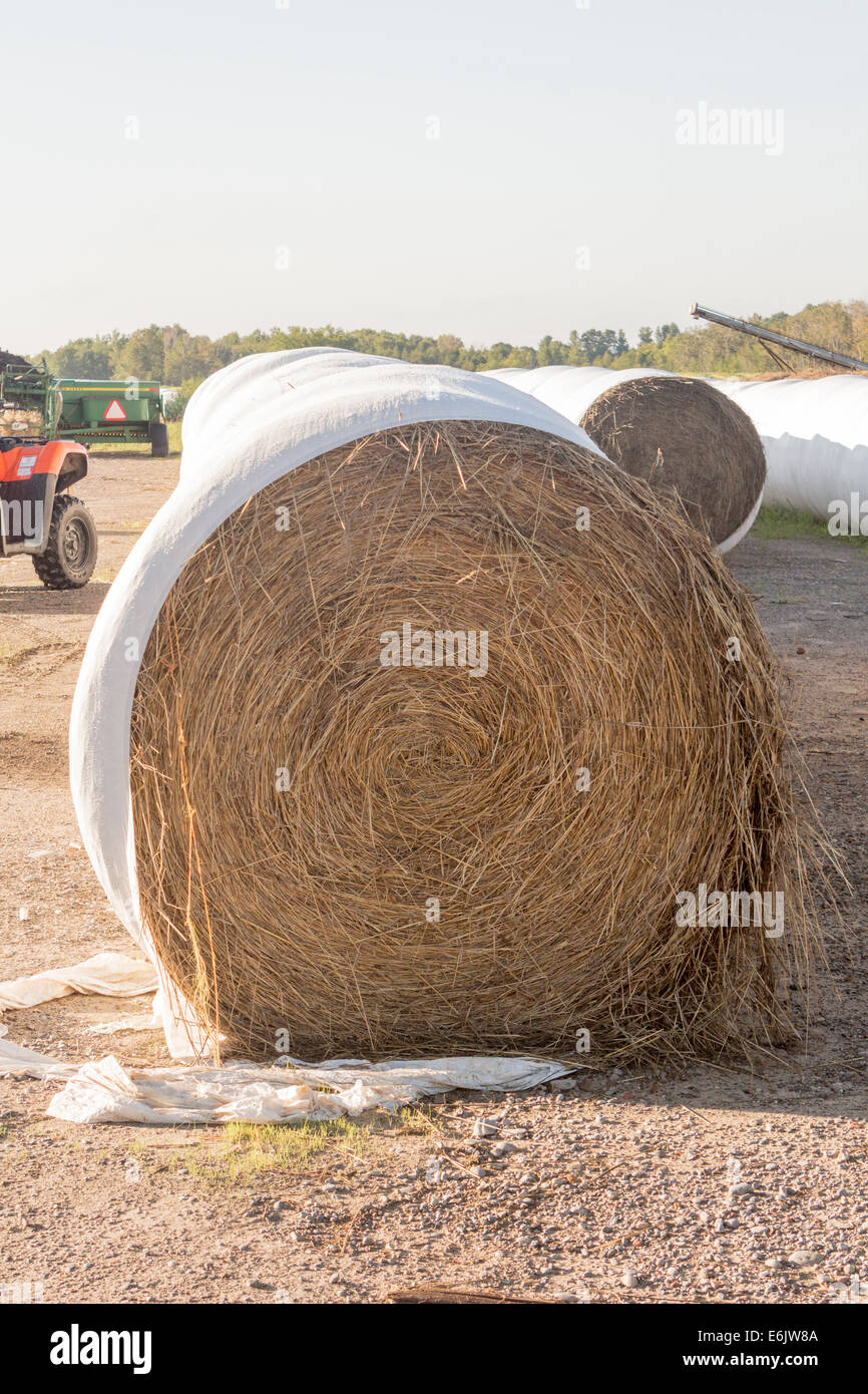 Front on view of a row of plastic covered round bales of hay on a farm ...