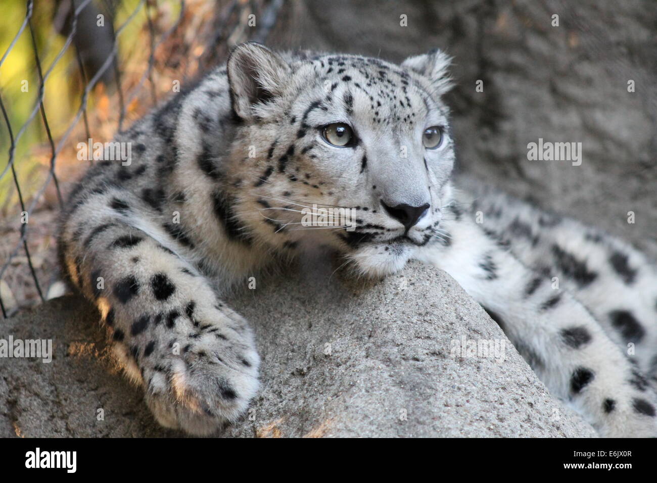 Lazy animals hi-res stock photography and images - Alamy