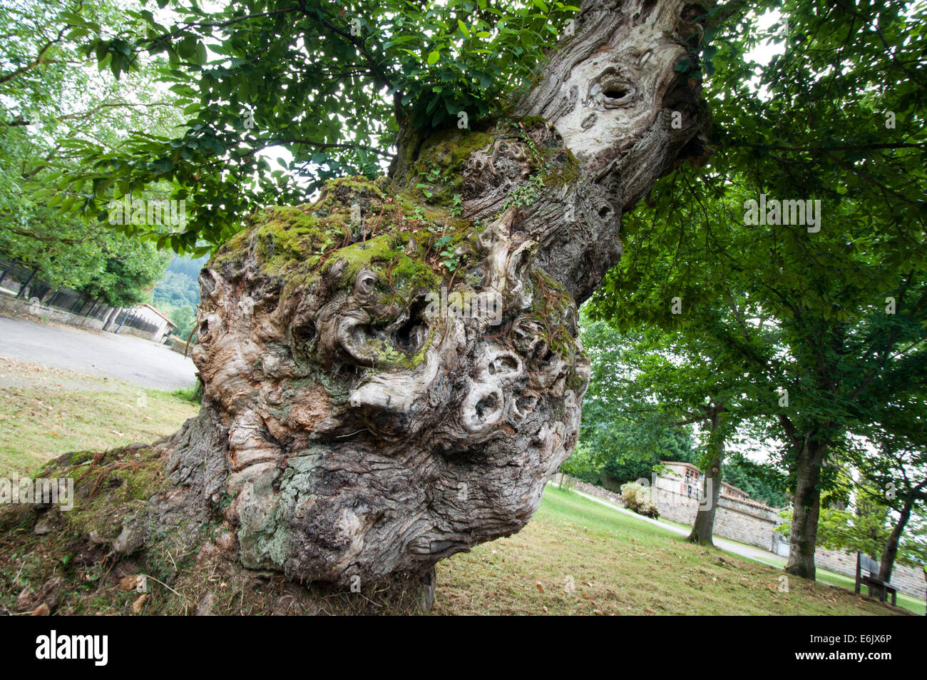 Old chestnut tree hi-res stock photography and images - Alamy