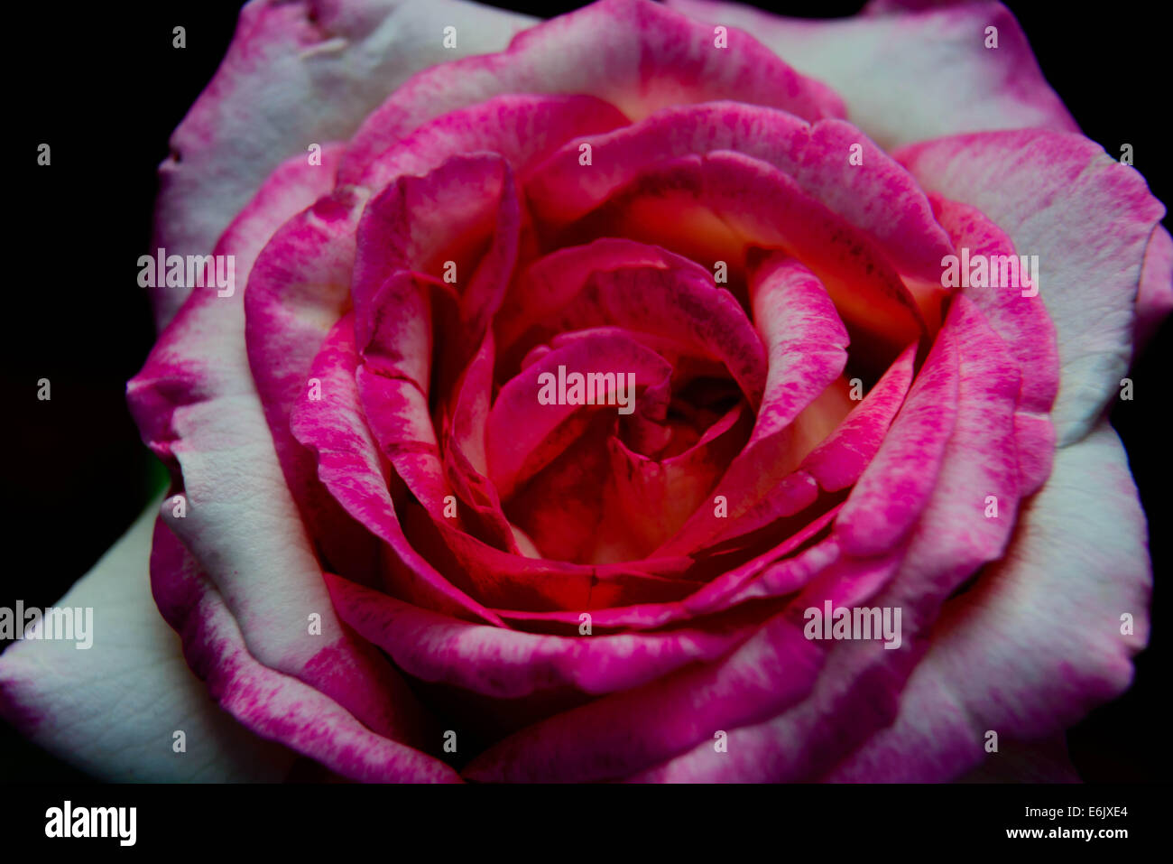 Full bloom rose hi-res stock photography and images - Alamy