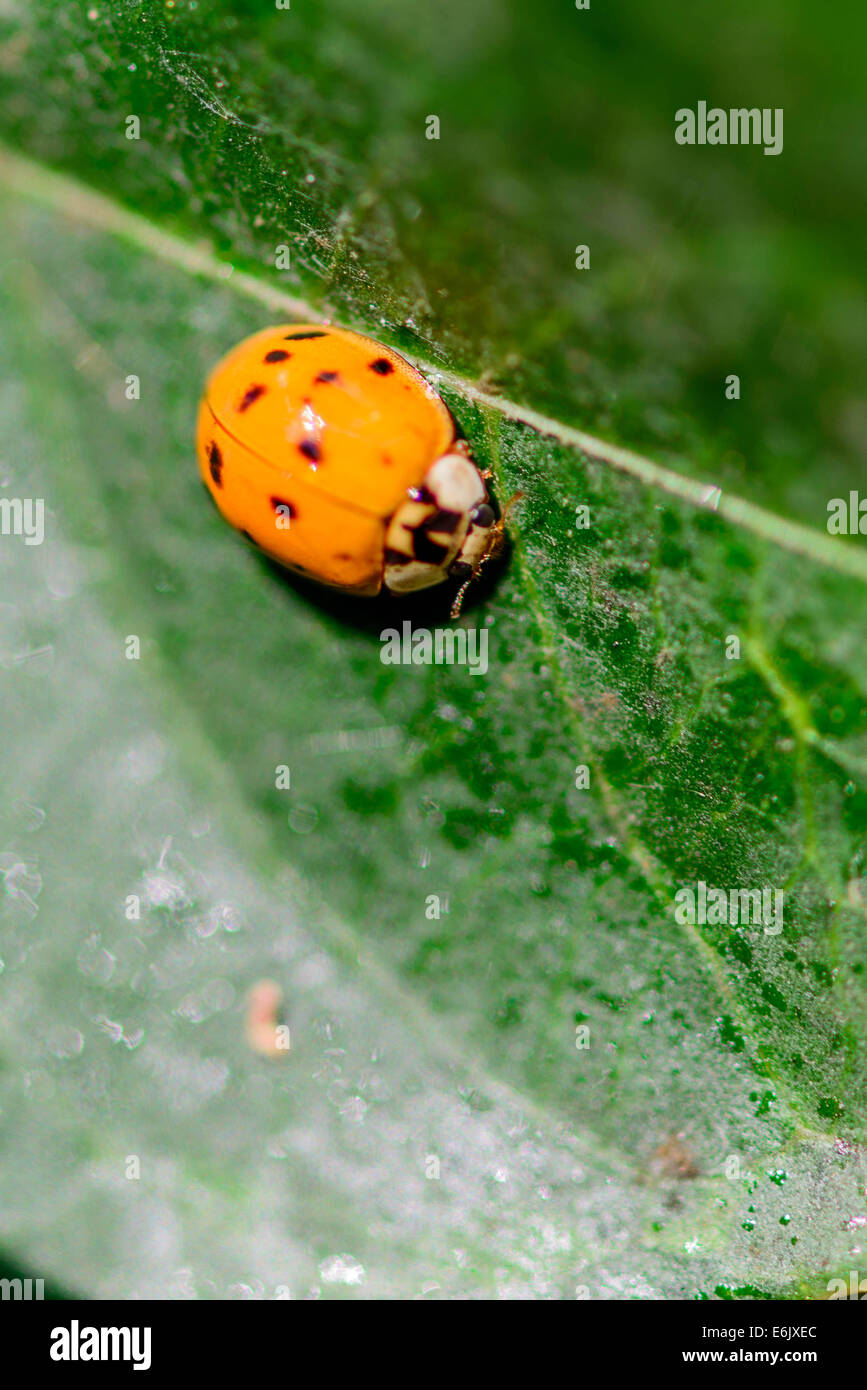 Spotted plant leaf hi-res stock photography and images - Alamy