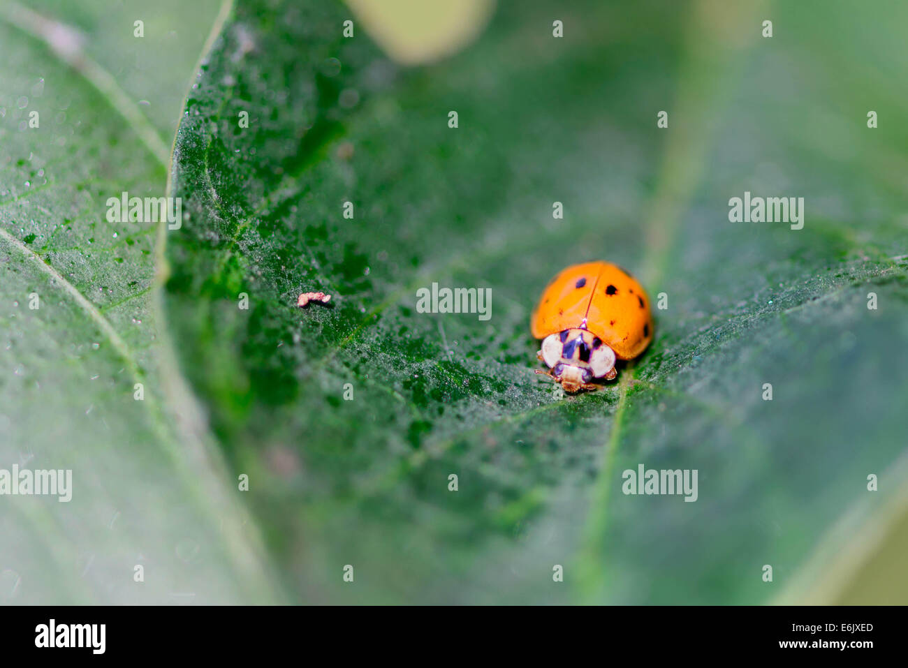 spotted red lady bug on a plant leaf Stock Photo - Alamy
