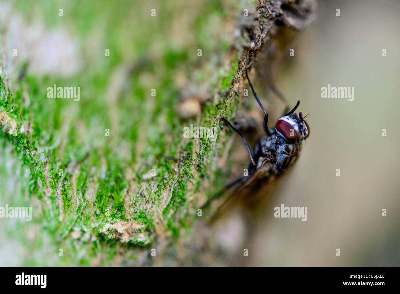 Fly on a tree hi-res stock photography and images - Alamy
