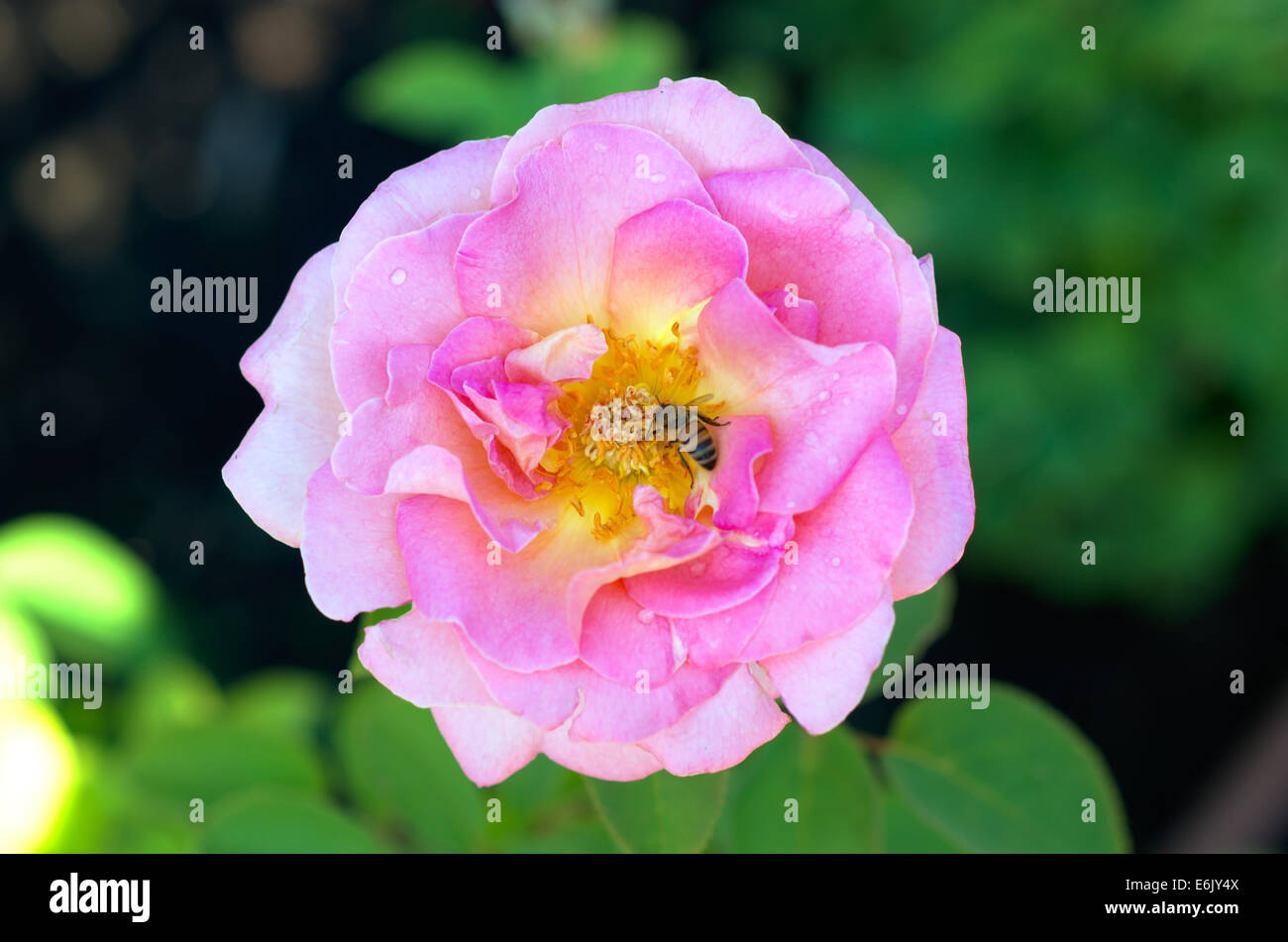Rose bee hi-res stock photography and images - Alamy