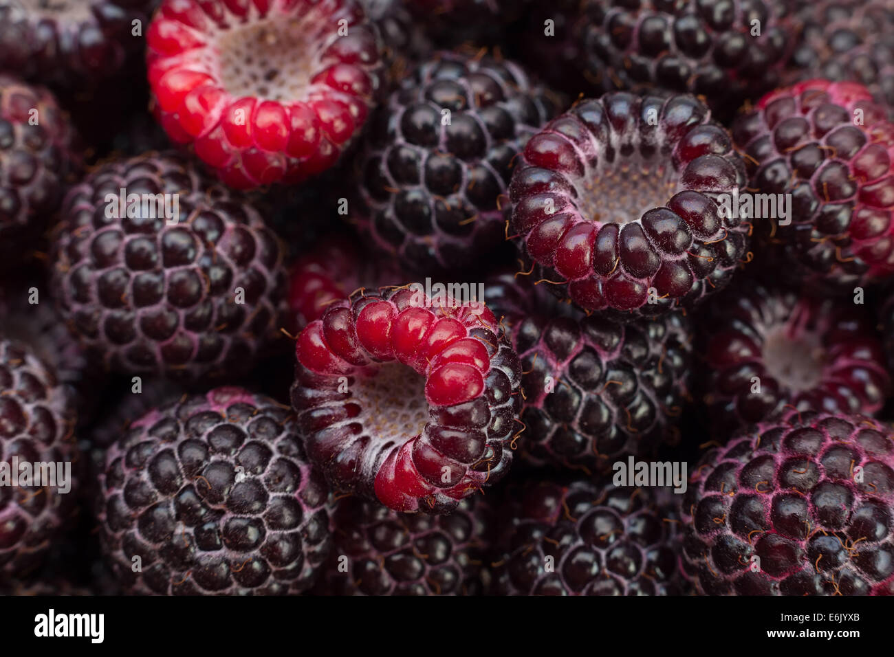 Black raspberry Cumberland closeup background Stock Photo - Alamy