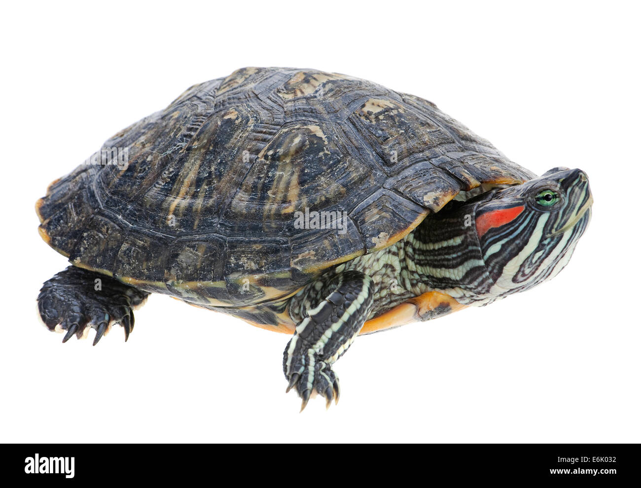 Red-eared slider isolated on white Stock Photo - Alamy