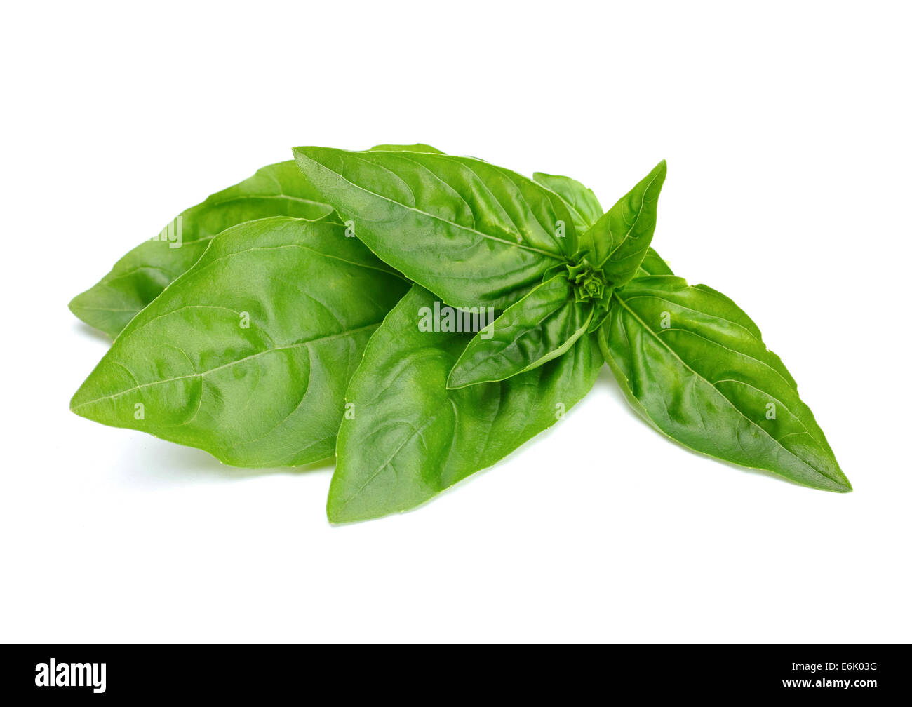 Basil herb leaf closeup isolated on white Stock Photo - Alamy