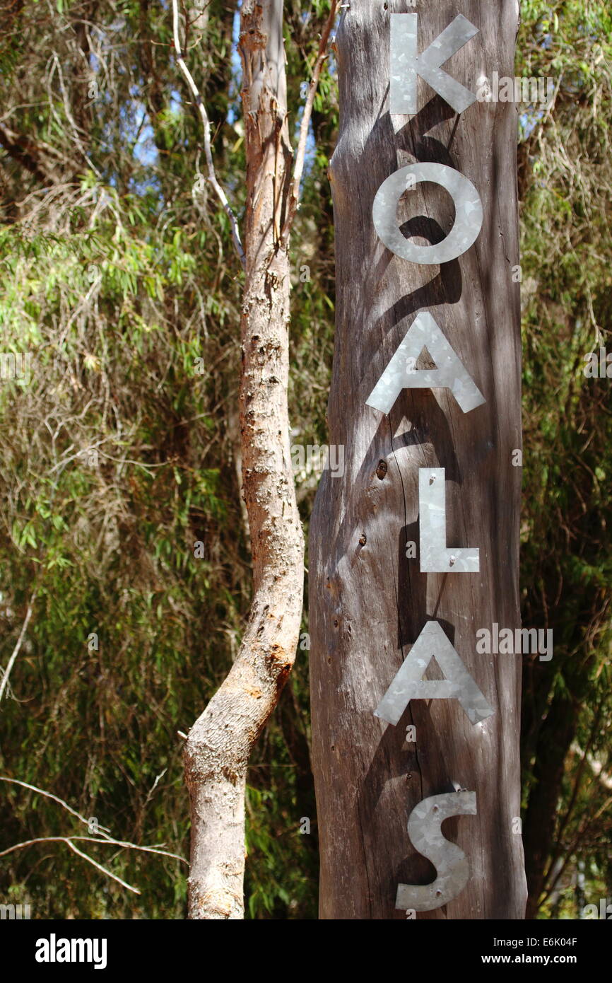 Koalas australia hi-res stock photography and images - Alamy