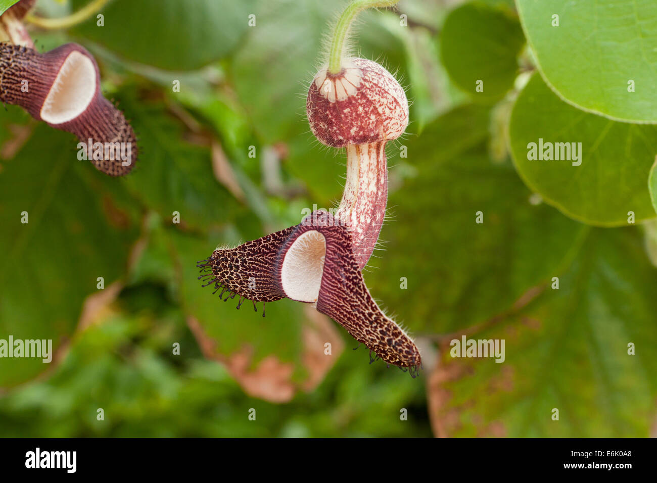 Ridiculous Flowers High Resolution Stock Photography and Images - Alamy