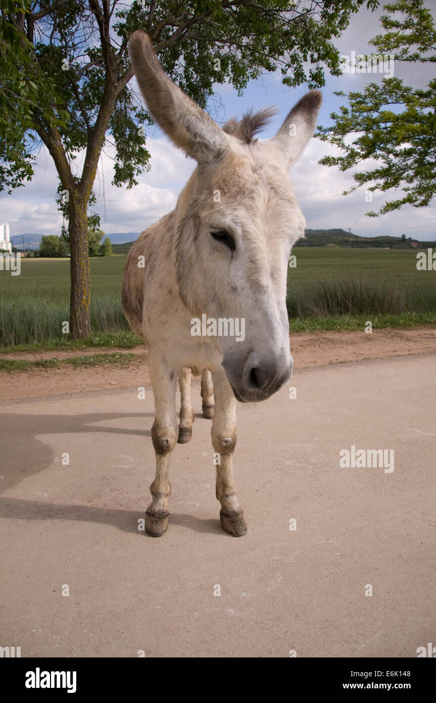 A white donkey in a rural path Stock Photo - Alamy