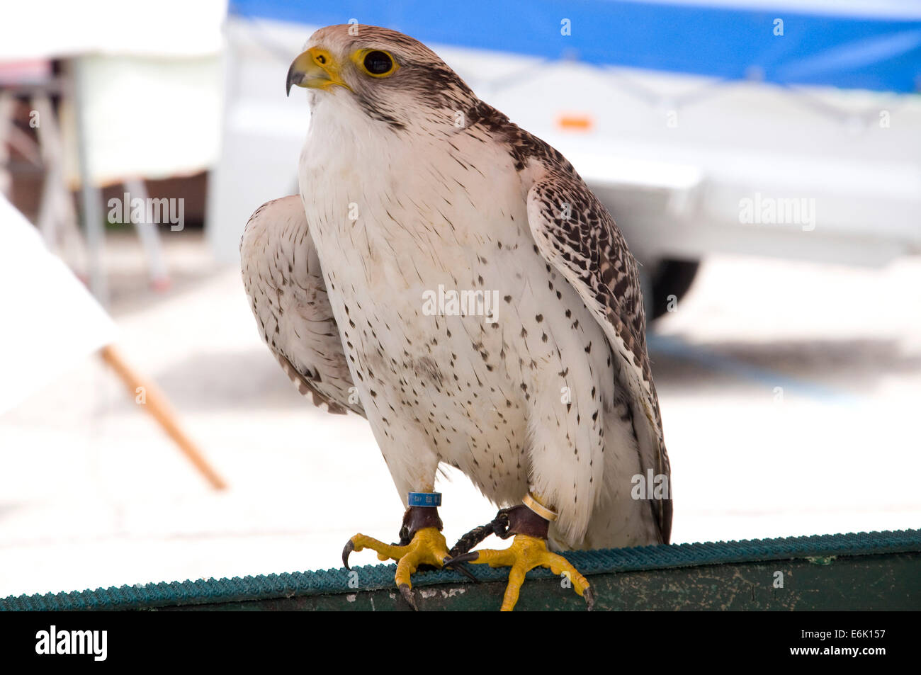 White Falcon Bird Flying