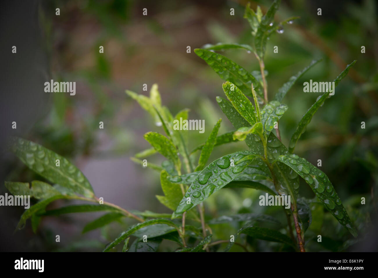 Foliage leaves on stem with rain drops Stock Photo - Alamy