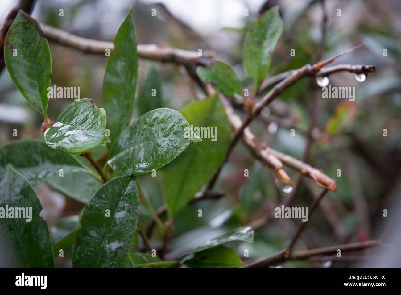 Foliage leaves on stem with rain drops Stock Photo - Alamy