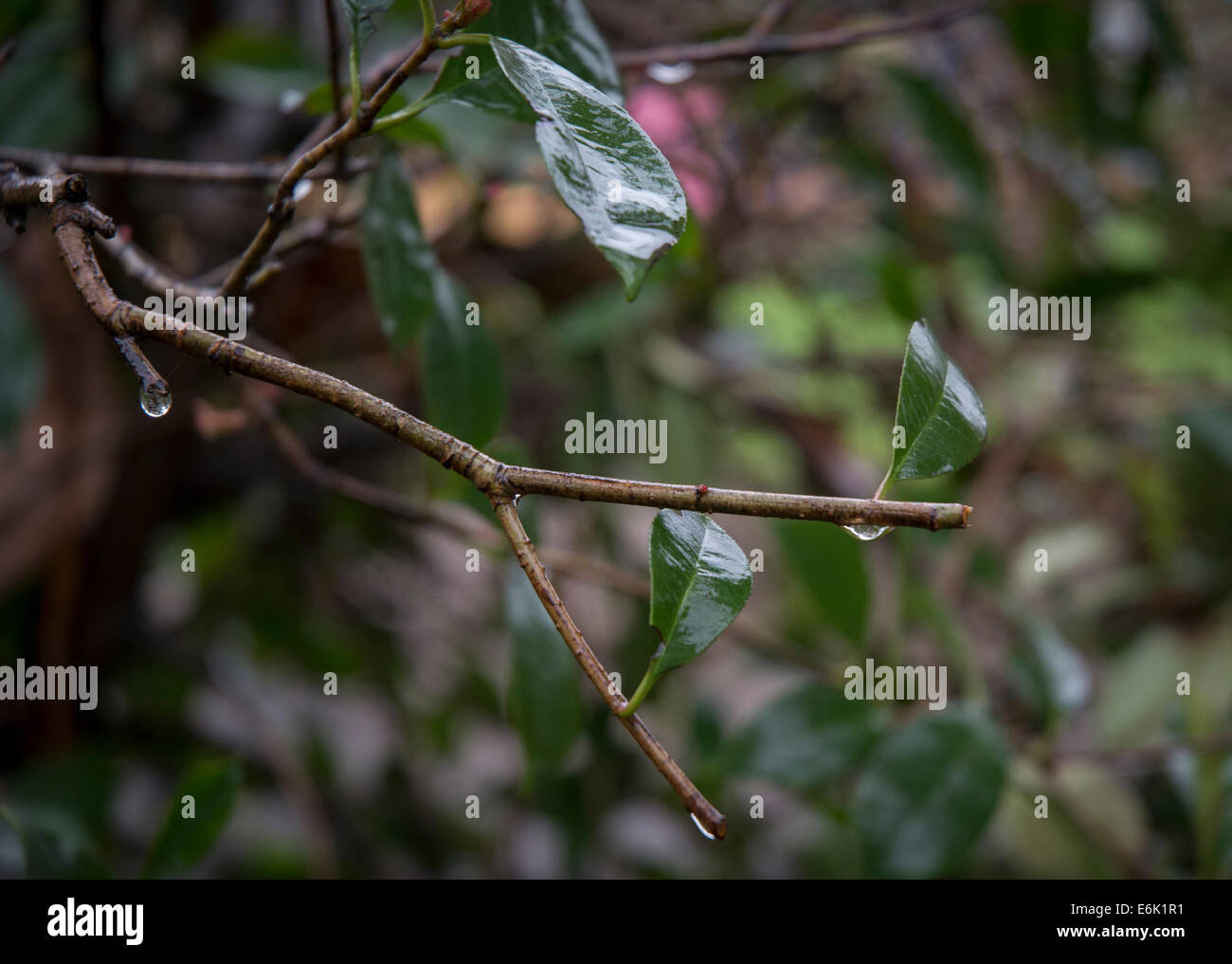 Foliage leaves on stem with rain drops Stock Photo - Alamy