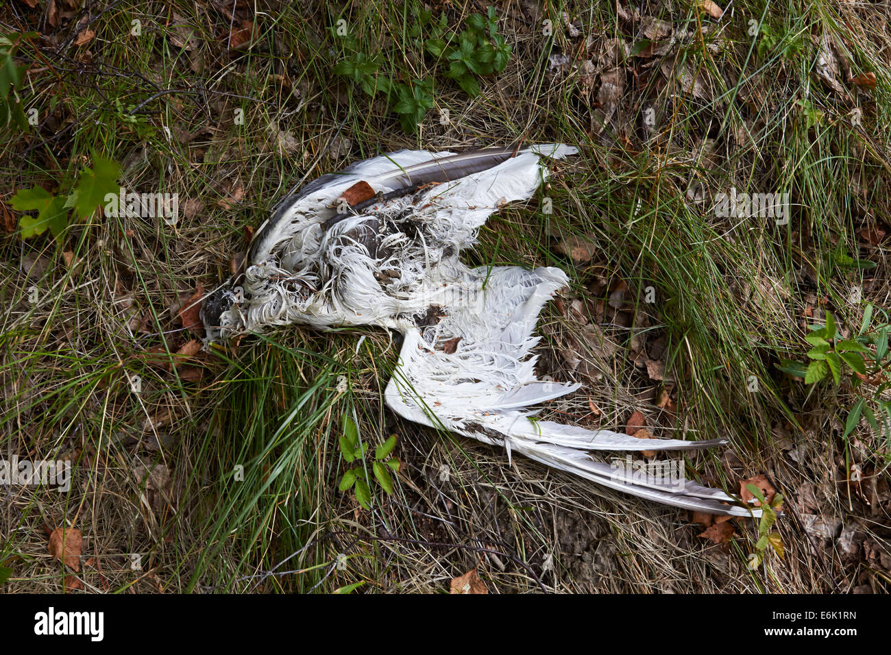 Deceased bird hi-res stock photography and images - Alamy