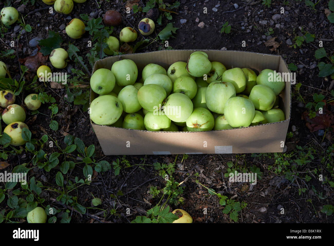 Apples in hi-res stock photography and images - Alamy