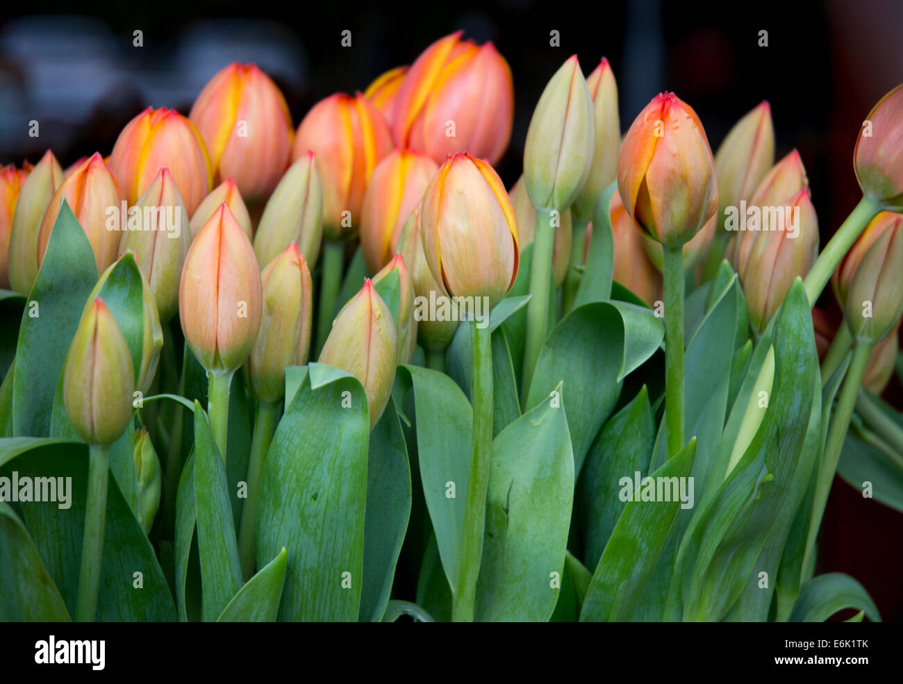 Bunches Tulip Flowers in Daylight Stock Photo - Alamy