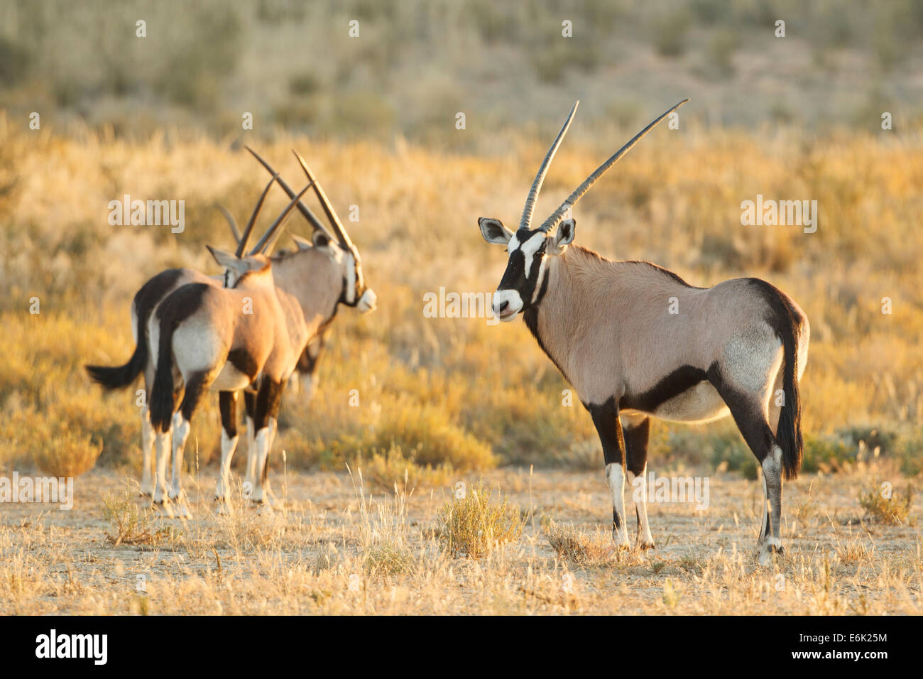 Gemsbok in the Kgalagadi Transfrontier National Park, South Africa ...