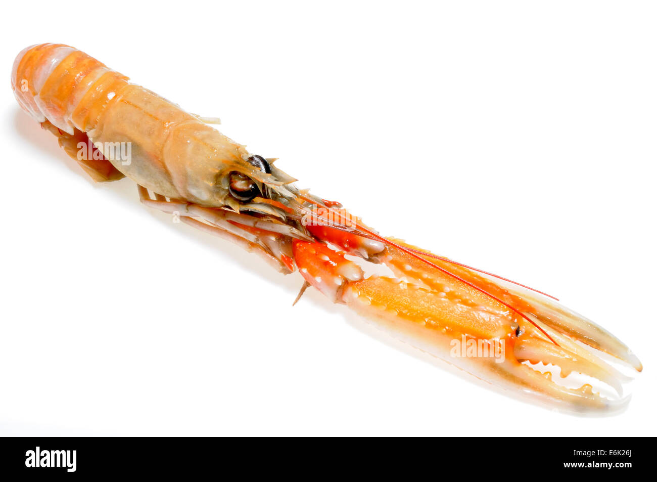 Raw Langoustine (Nephrops norvegicus) known as the Norway lobster ...