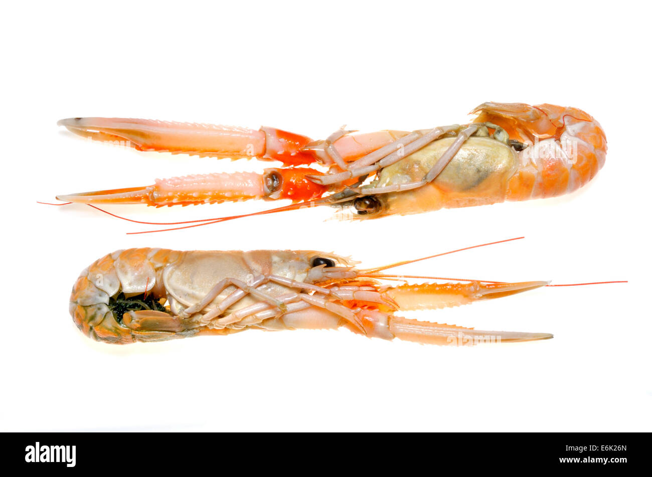 Raw Langoustine (Nephrops norvegicus) known as the Norway lobster ...