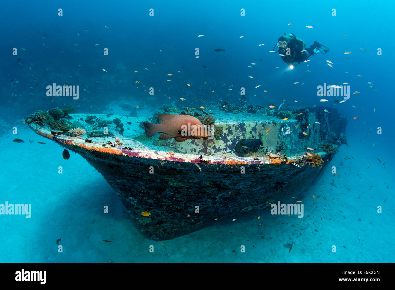 Scuba diver looking at a small wreck with a Redmouth Grouper ...