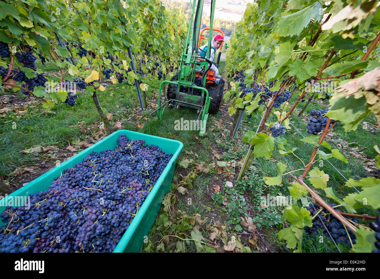 Grapes tractor hi-res stock photography and images - Alamy