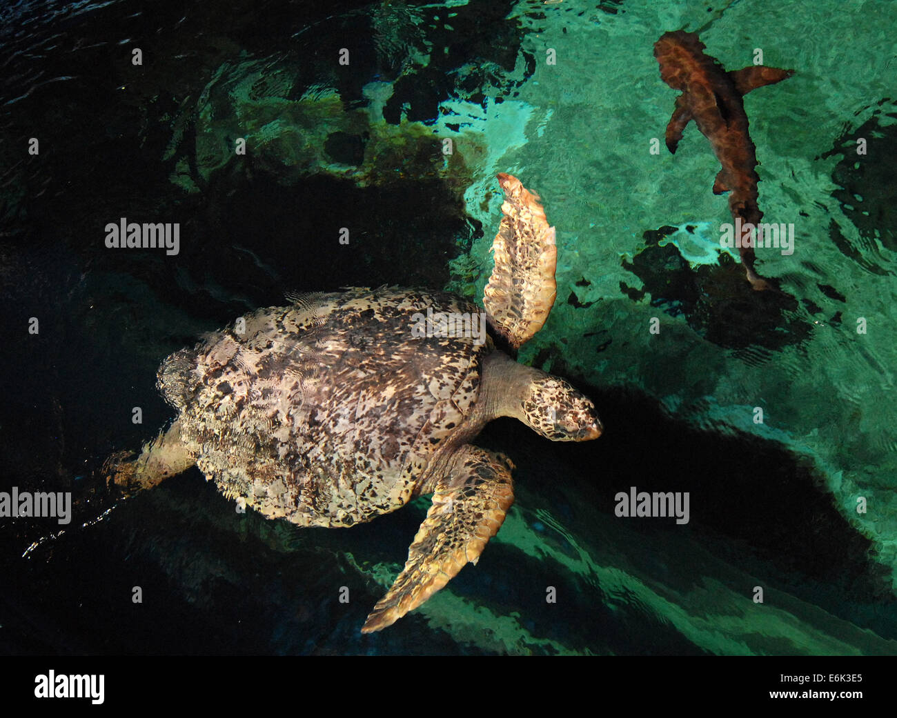 Best reviewers hi-res stock photography and images - Alamy