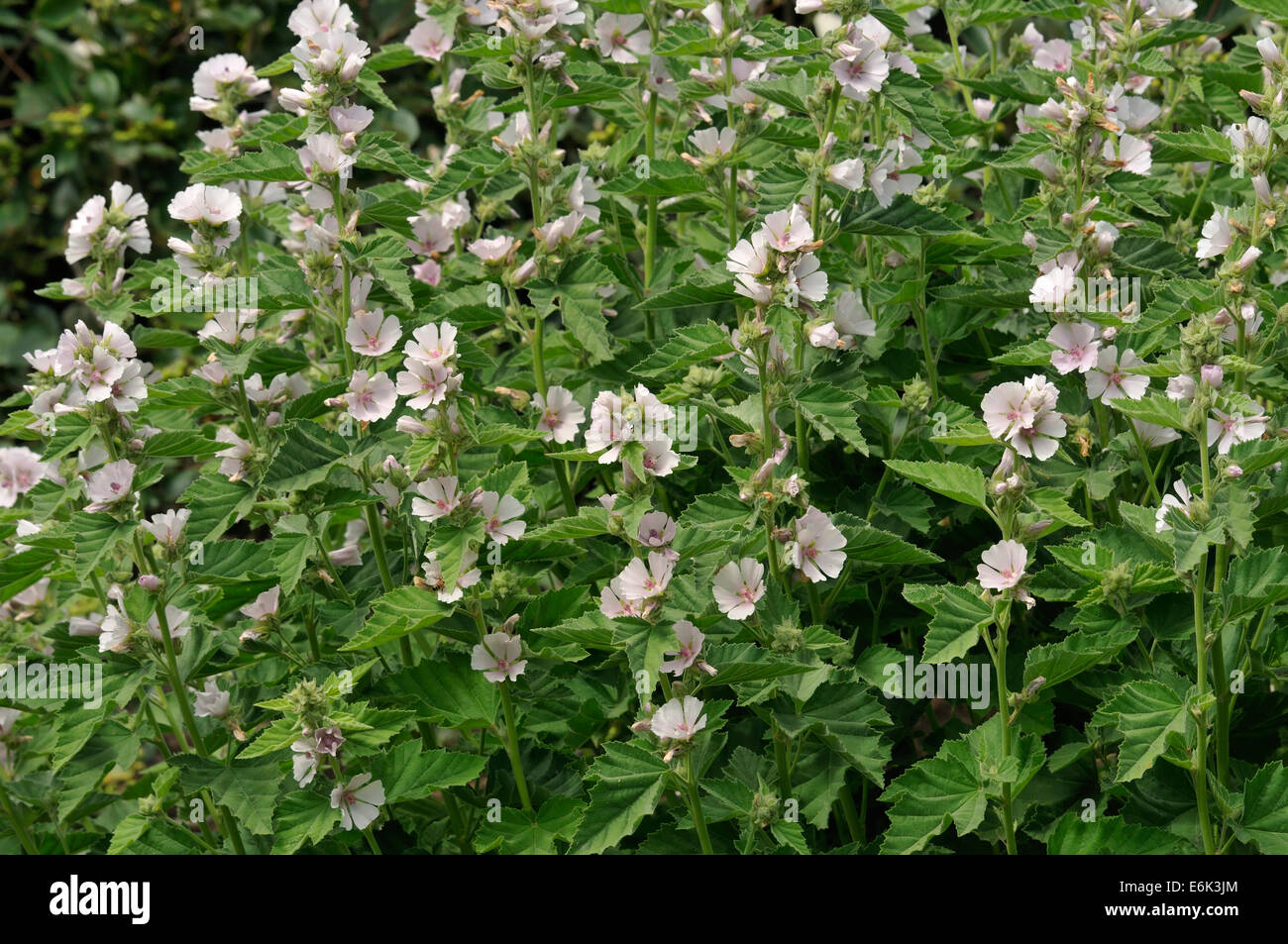 Marsh Mallow - Althaea officinalis Found on the coast of North Somerset ...