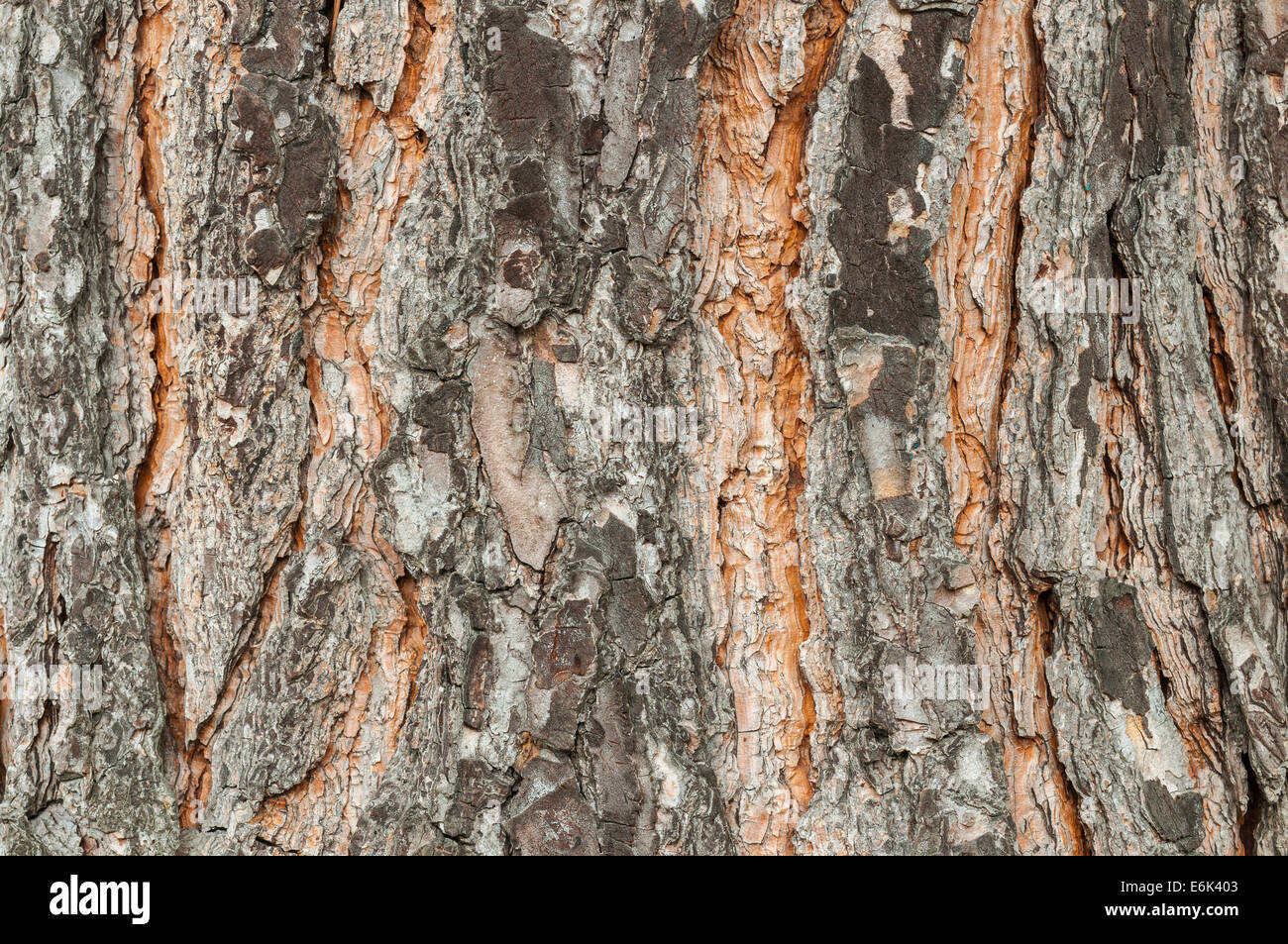 Pinius hi-res stock photography and images - Alamy