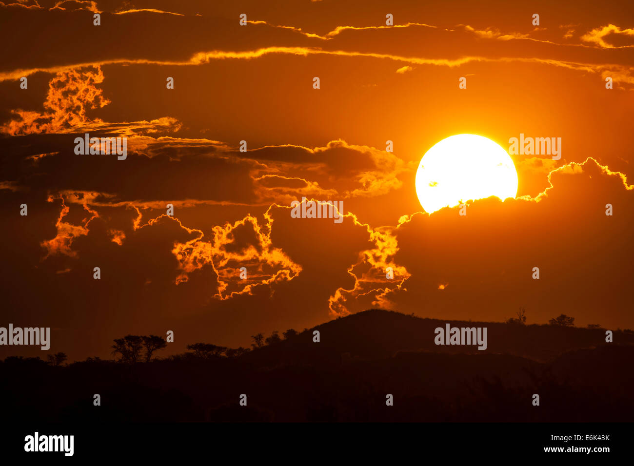 Mata plant hi-res stock photography and images - Alamy