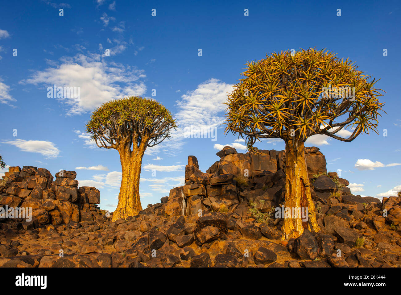 Quiver Tree or Kokerbom (Aloe dichotoma) on a rocky plateau ...