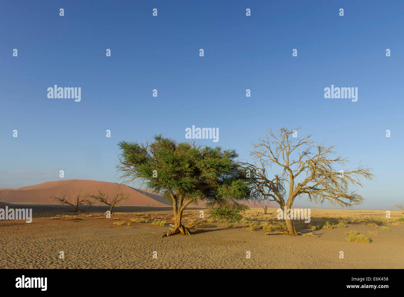 A living tree and a dead tree in the Tsauchab Valley, Sesriem, Hardap ...