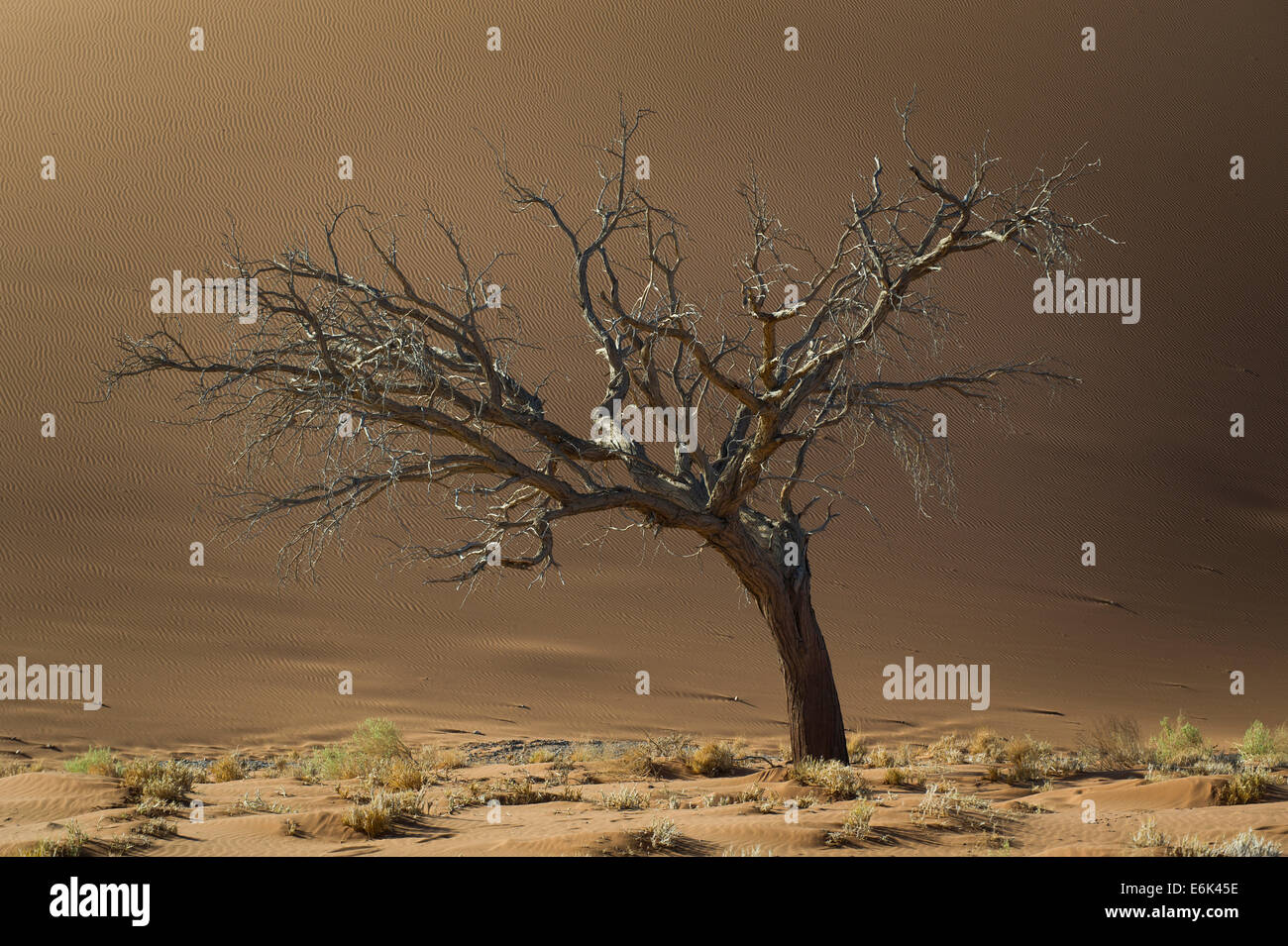 Dead tree in sand dune hi-res stock photography and images - Alamy