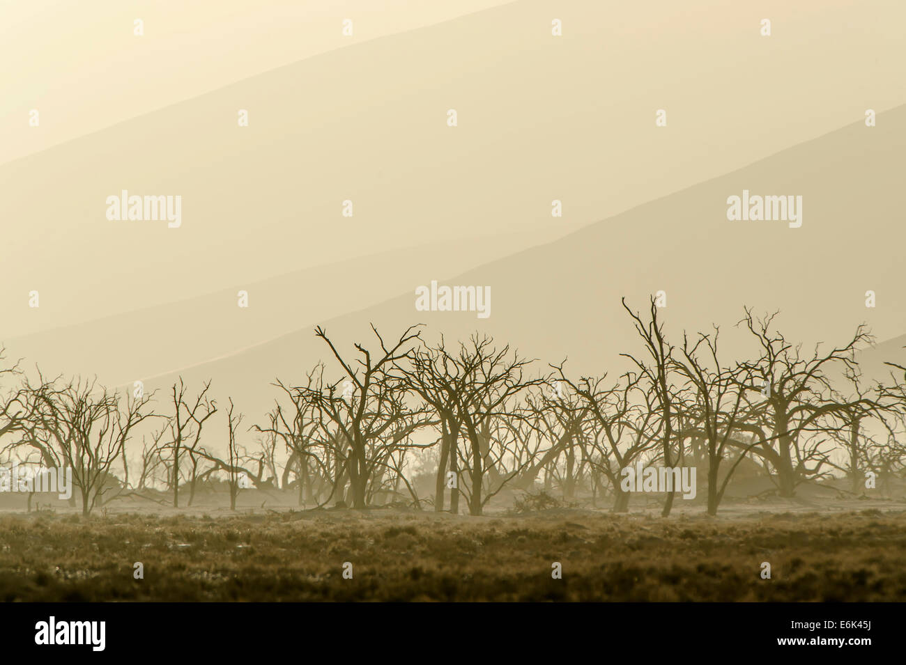 Dead trees in blistering heat, in front of sand dunes in the Tsauchab ...