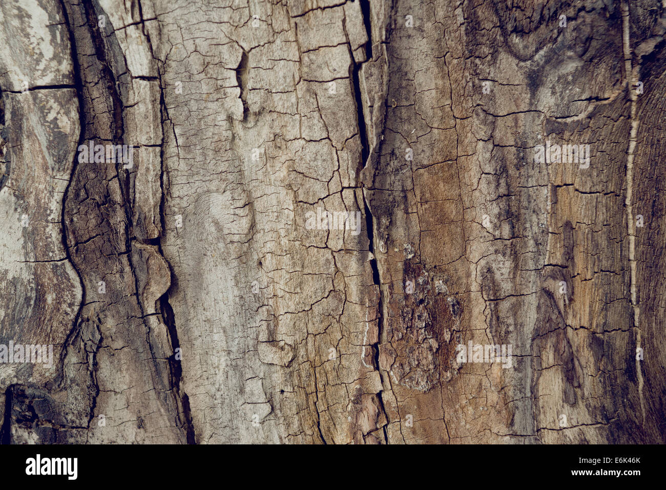 Walnut wood texture hi-res stock photography and images - Alamy