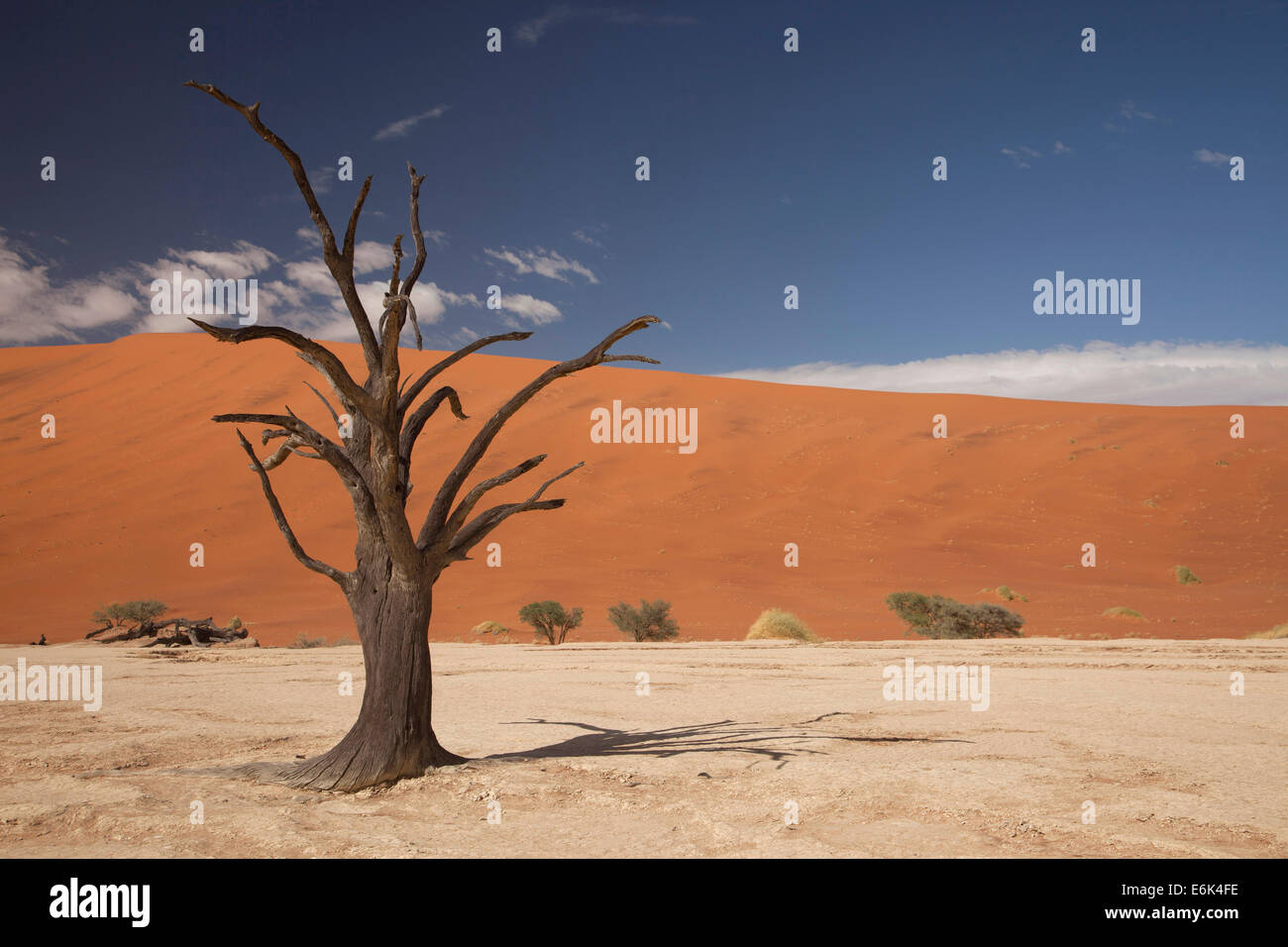 Skeleton tree in deadvlei hi-res stock photography and images - Alamy