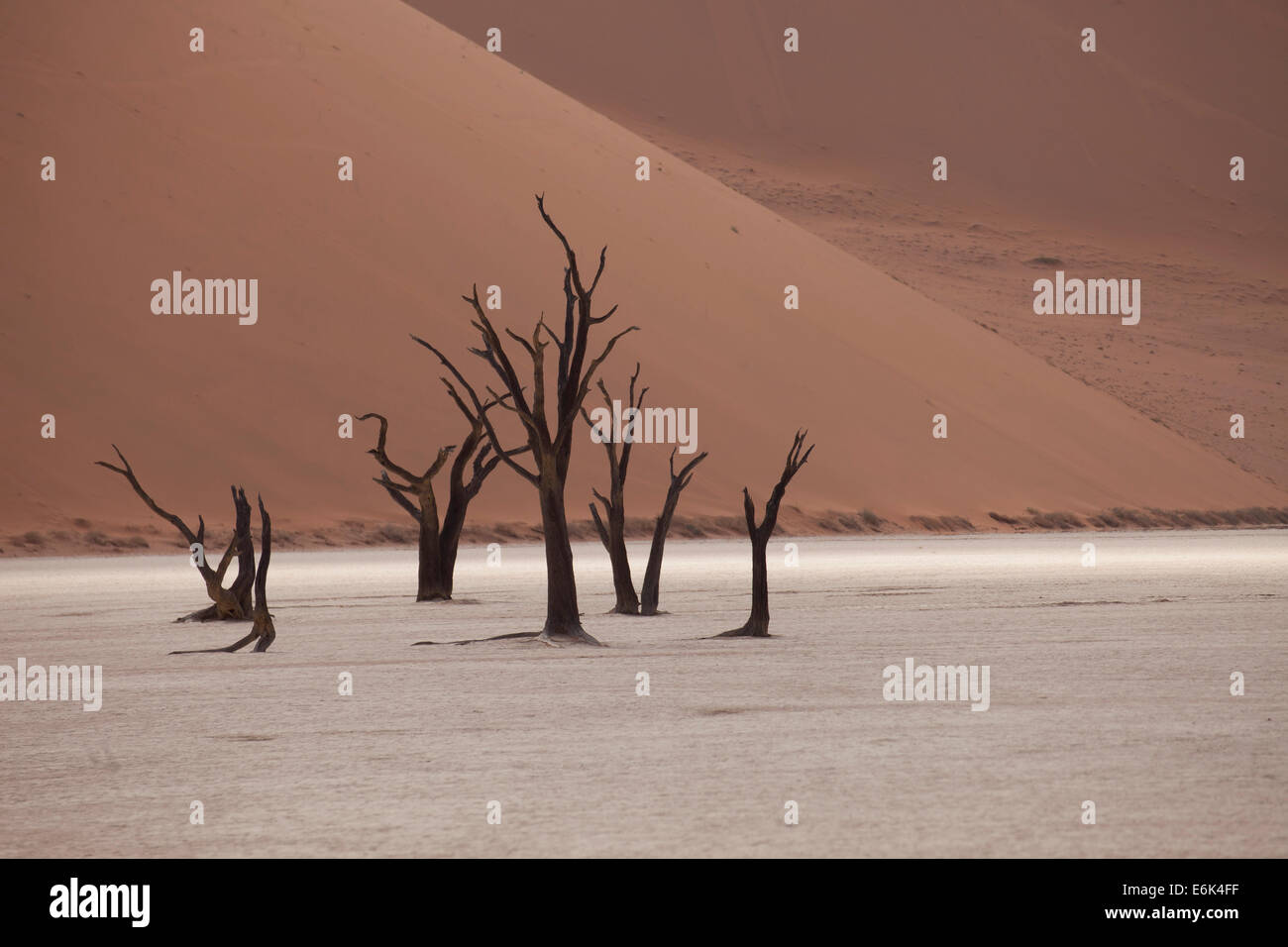 Dead trees in the Dead Vlei desert, Namib-Naukluft National Park ...