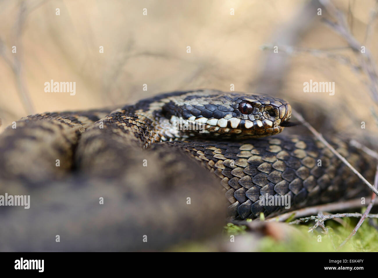 Common adder hi-res stock photography and images - Alamy