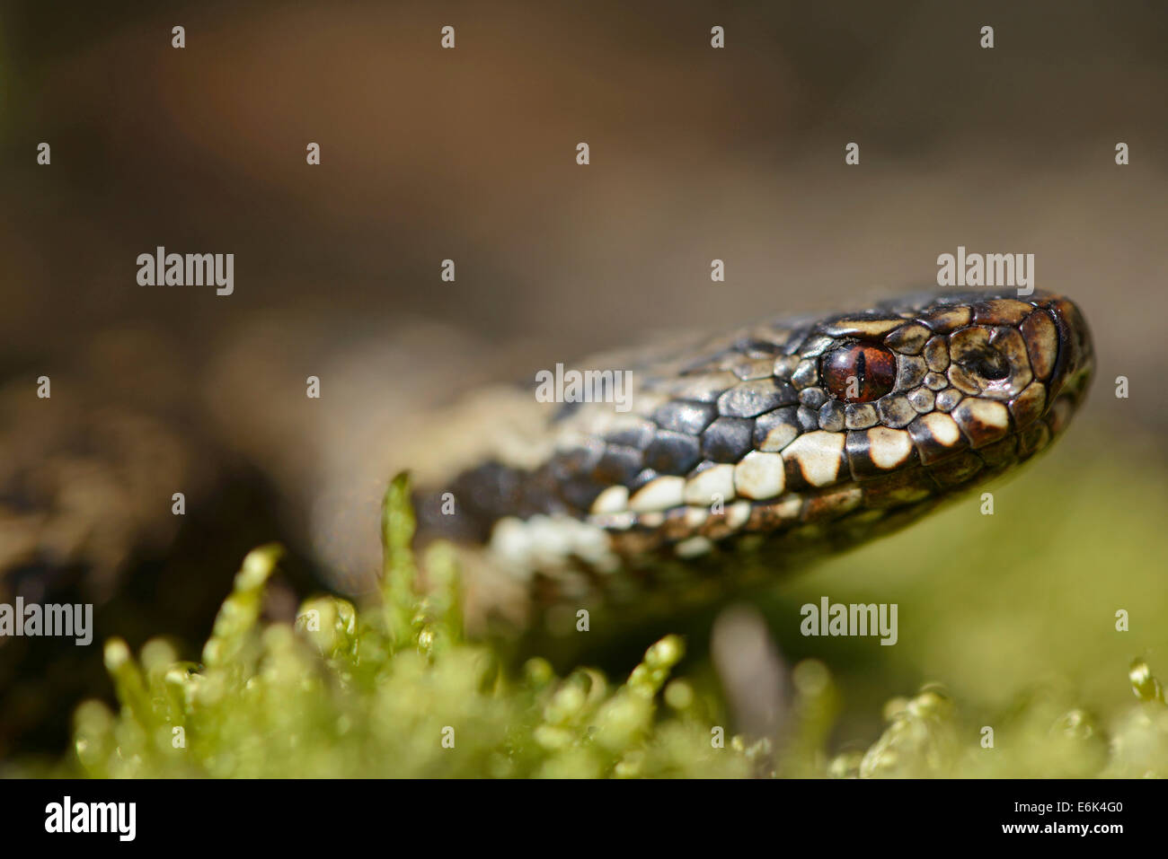 Common adder hi-res stock photography and images - Alamy