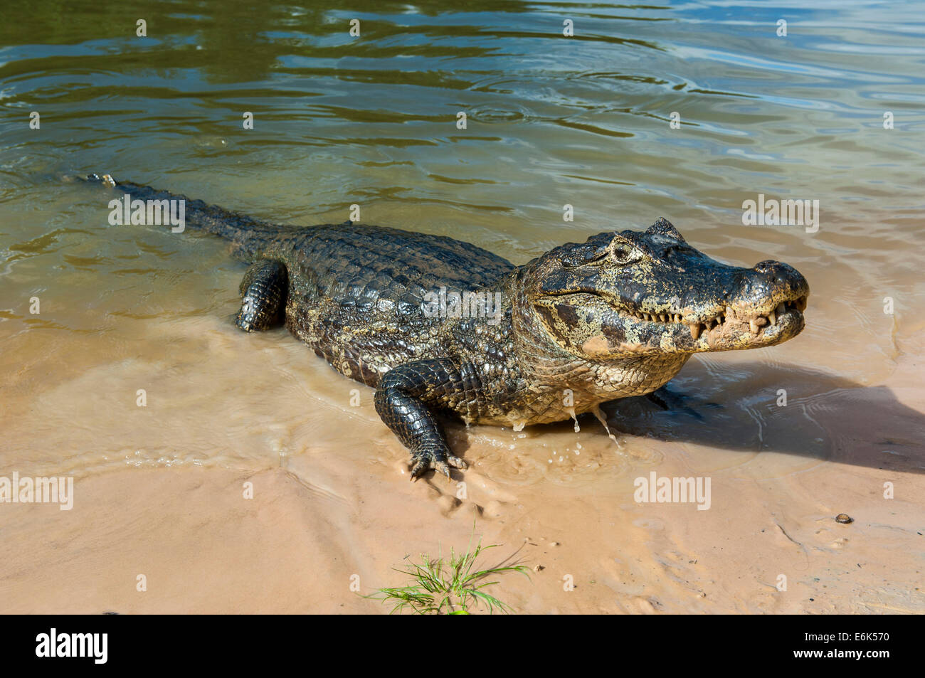 Yacare Caiman (Caiman yacare), Pantanal, UNESCO World Heritage Site ...