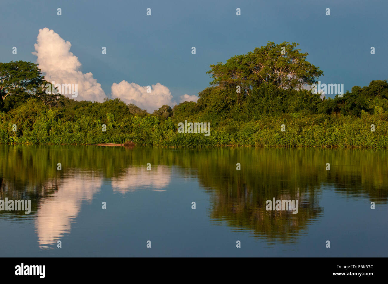 Trees reflecting in the water in a river, Pantanal, UNESCO World ...
