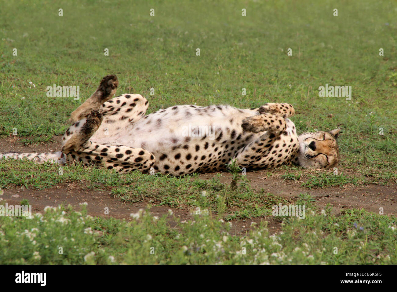Cheetah bath hi-res stock photography and images - Alamy