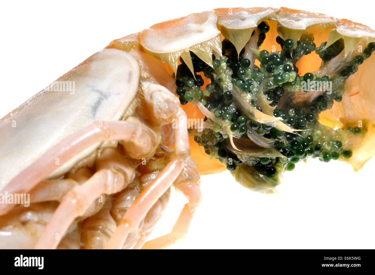 Raw Langoustine (Nephrops norvegicus) known as the Norway lobster ...