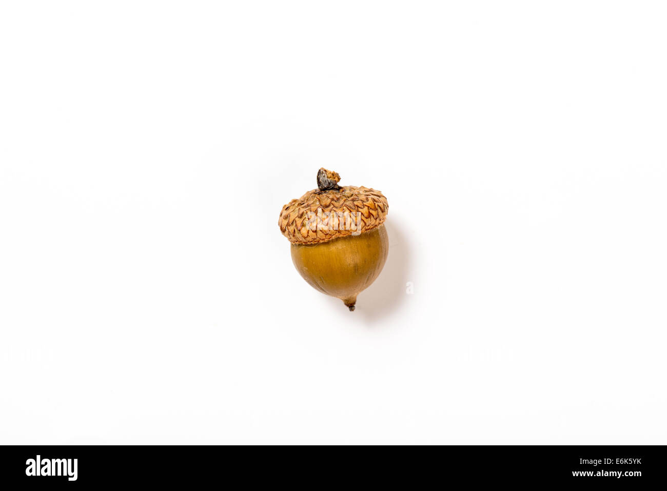 Acorn orange Cut Out Stock Images & Pictures - Alamy