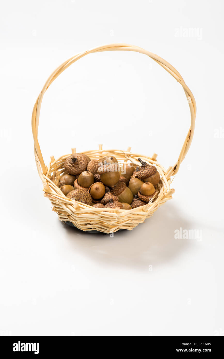 Collection of different oak acorns Stock Photo - Alamy