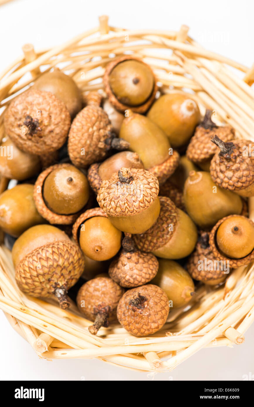 Collection of different oak acorns Stock Photo - Alamy