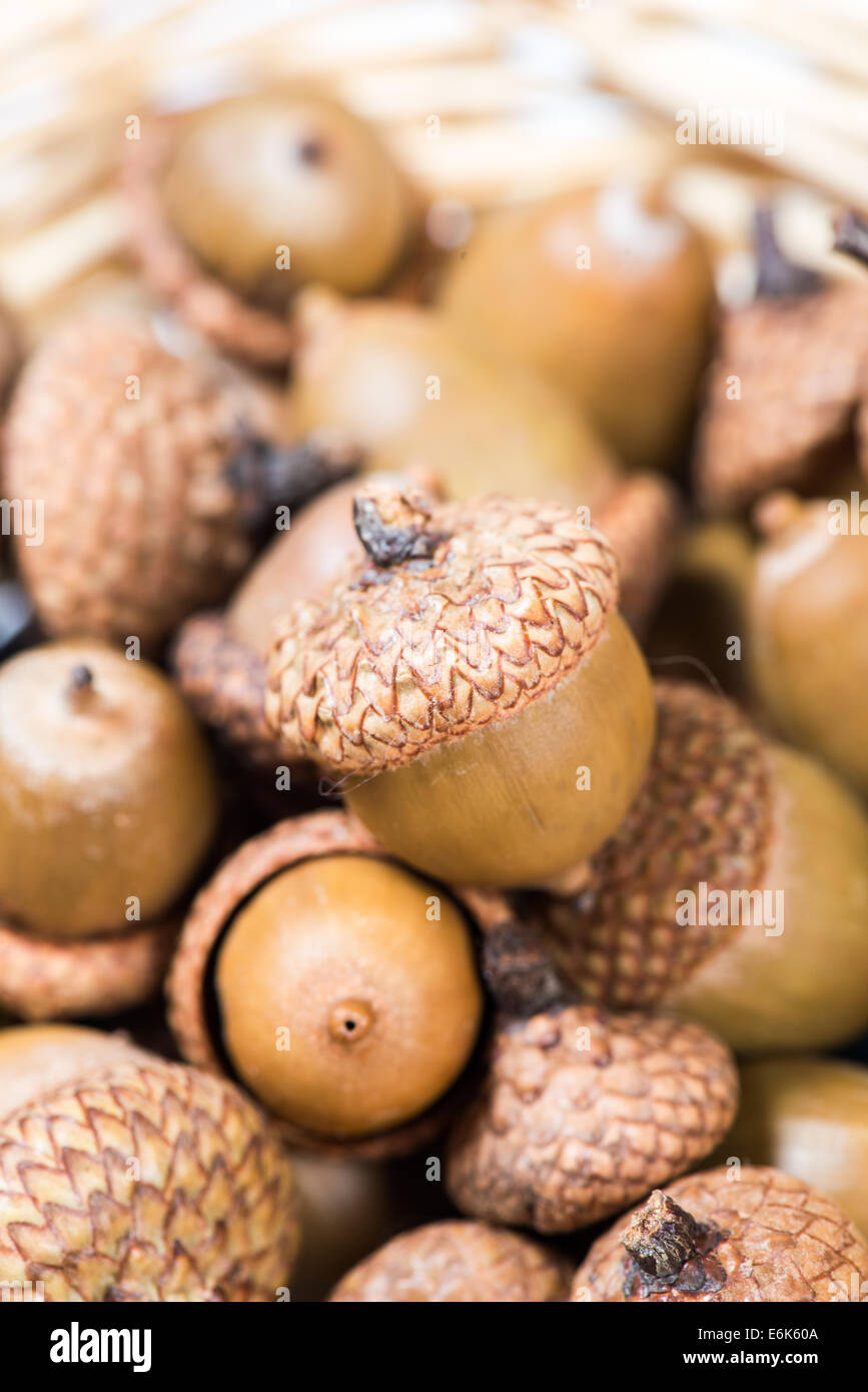 Collection of different oak acorns Stock Photo - Alamy